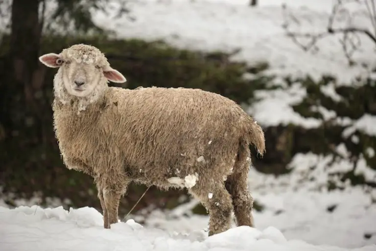 Leaving Sheep Out in the Rain: Everything You Need to Know – Savvy Farm ...