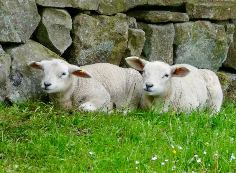 Leaving Sheep Out in the Rain: Everything You Need to Know – Savvy Farm ...