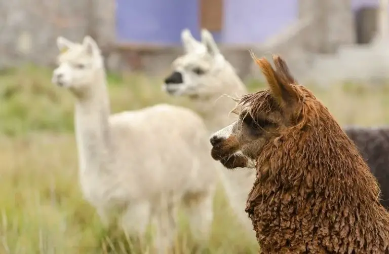 Do Alpacas Spit? Everything You Need to Know – Savvy Farm Life