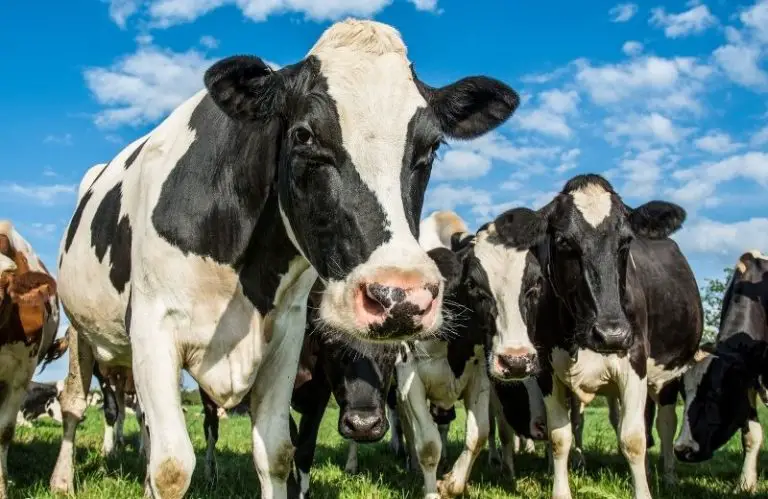 How Often Do Cows Produce Milk? – Savvy Farm Life