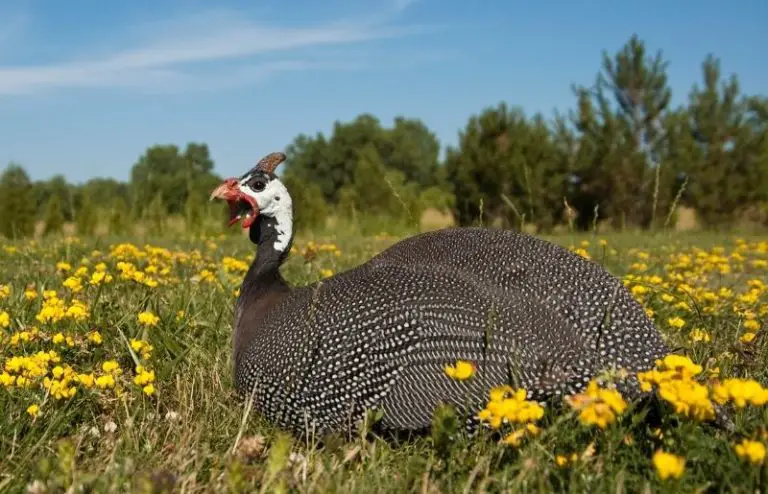 Do Guinea Fowl Need a Coop? Essential Care Guide – Savvy Farm Life