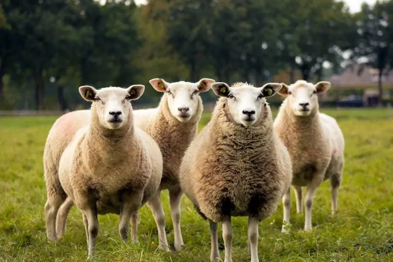 Can You Keep a Sheep By Itself? Essential Guide – Savvy Farm Life
