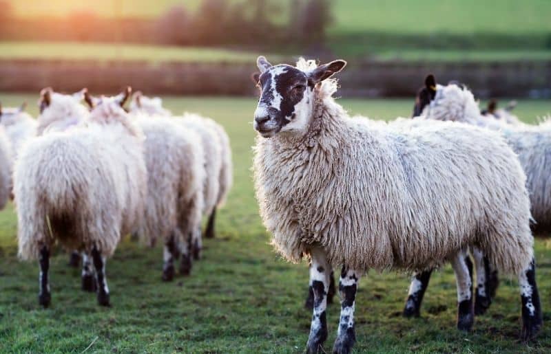 Can You Bathe a Sheep? What You Need to Know – Savvy Farm Life