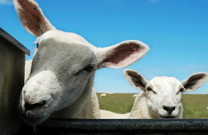 Why Sheep Bleat: Essential Behavior Guide – Savvy Farm Life