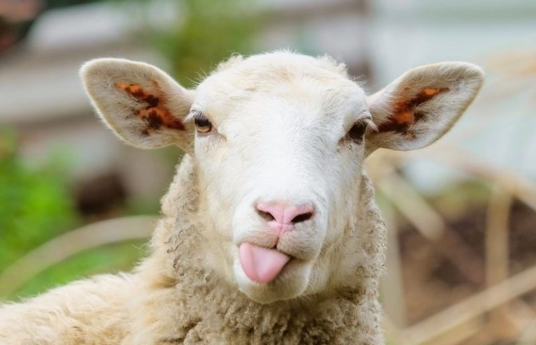 Can You Bathe A Sheep What You Need To Know Savvy Farm Life 