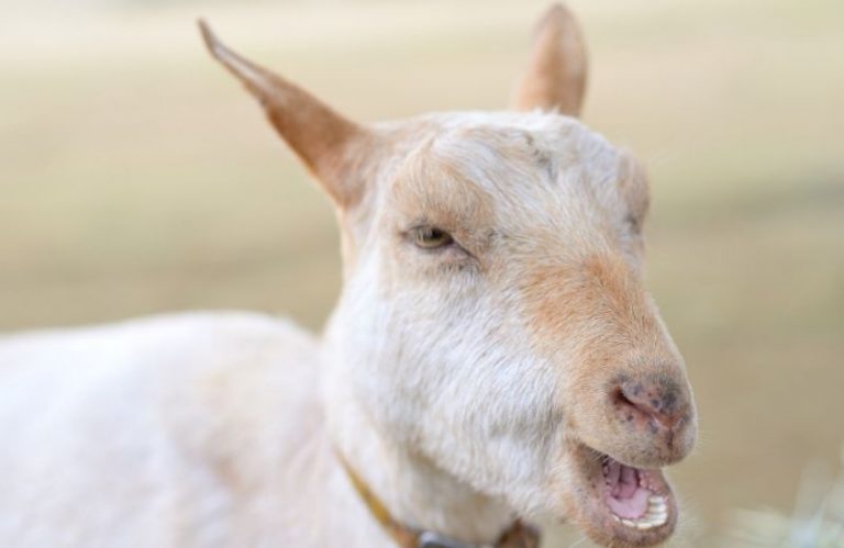 Why Sheep Bleat: Essential Behavior Guide – Savvy Farm Life