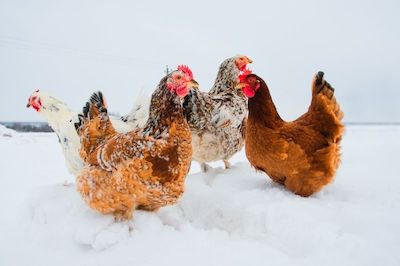 Do Chickens Get Cold? Essential Guide – Savvy Farm Life