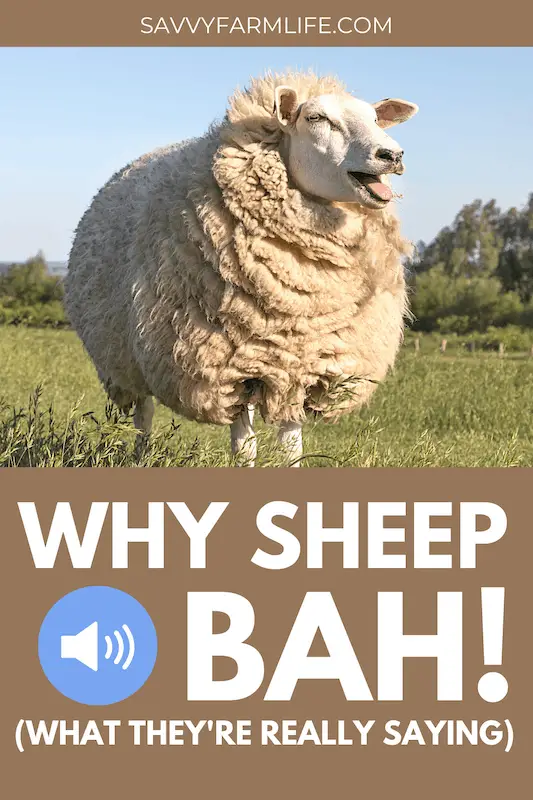 Why Sheep Bleat: Essential Behavior Guide – Savvy Farm Life