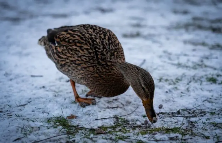 Do Ducks Get Cold? Essential Care Guide – Savvy Farm Life