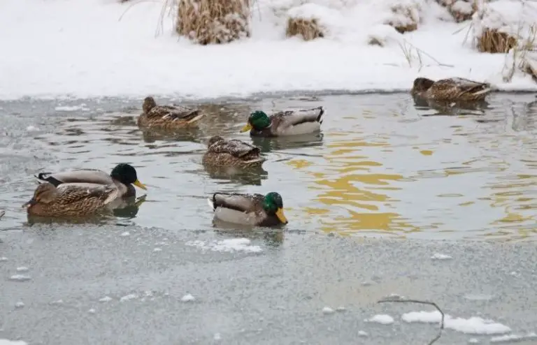 Do Ducks Get Cold? Essential Care Guide – Savvy Farm Life