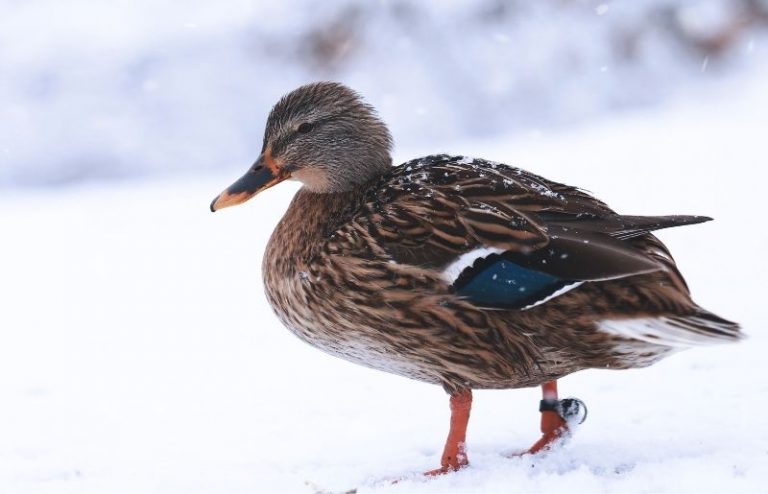 Do Ducks Get Cold? Essential Care Guide – Savvy Farm Life