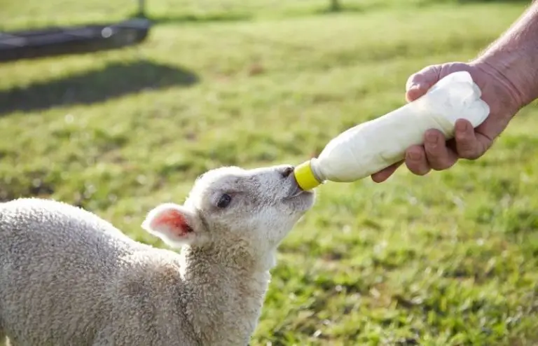 Baby Sheep: What A Baby Sheep Is Called & Other Fun Facts – Savvy Farm Life