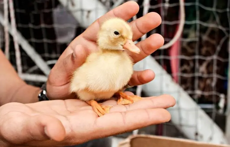 Do Ducks Bond With Humans? – Savvy Farm Life