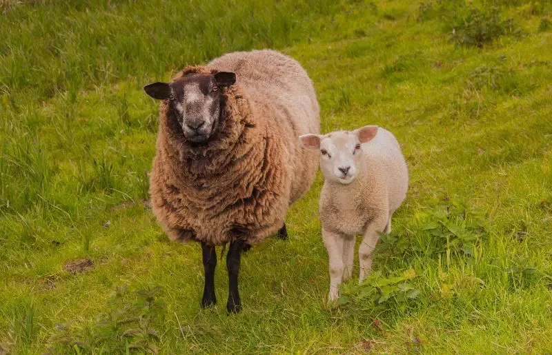 What A Female Sheep Is Called & Interesting Female Sheep Facts – Savvy ...