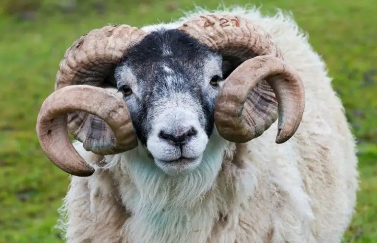 Essential Sheep Terms: Sheep Terminology Reference Guide – Savvy Farm Life