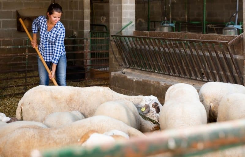 Essential Sheep Terms: Sheep Terminology Reference Guide – Savvy Farm Life