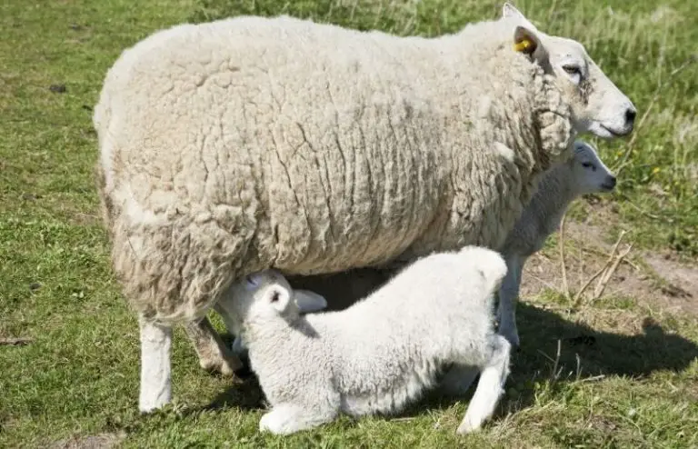 Essential Sheep Terms: Sheep Terminology Reference Guide – Savvy Farm Life