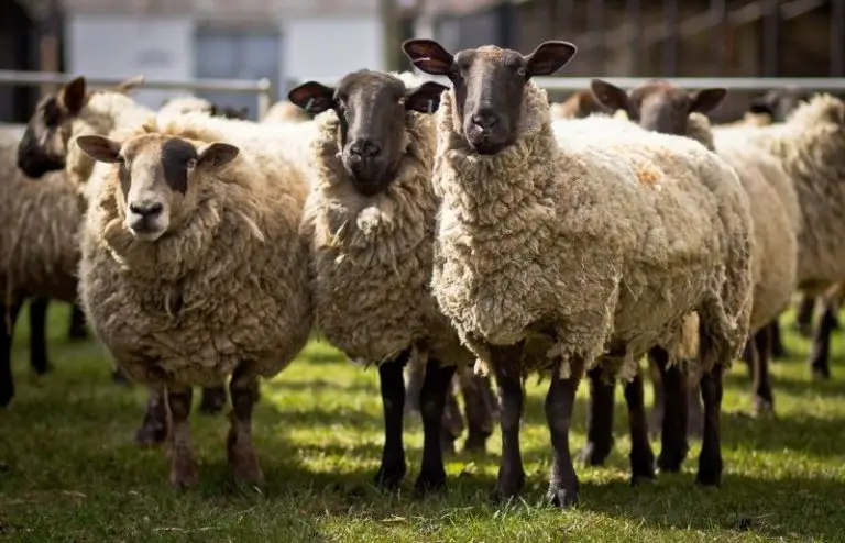 Sheep Behavior: Ultimate Sheep Behavior Guide – Savvy Farm Life