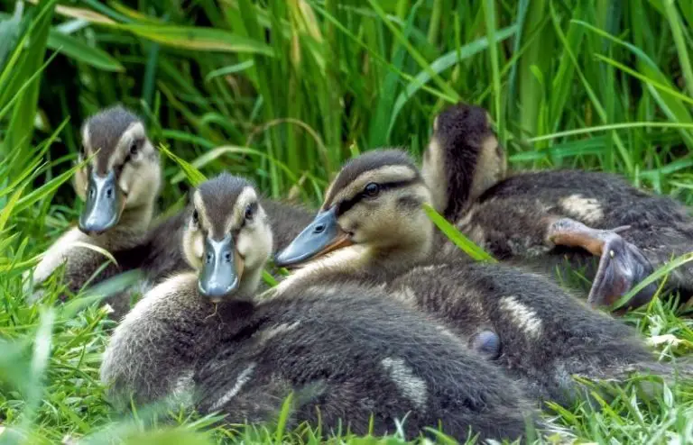 Do Ducks Bite? Everything You Need to Know – Savvy Farm Life