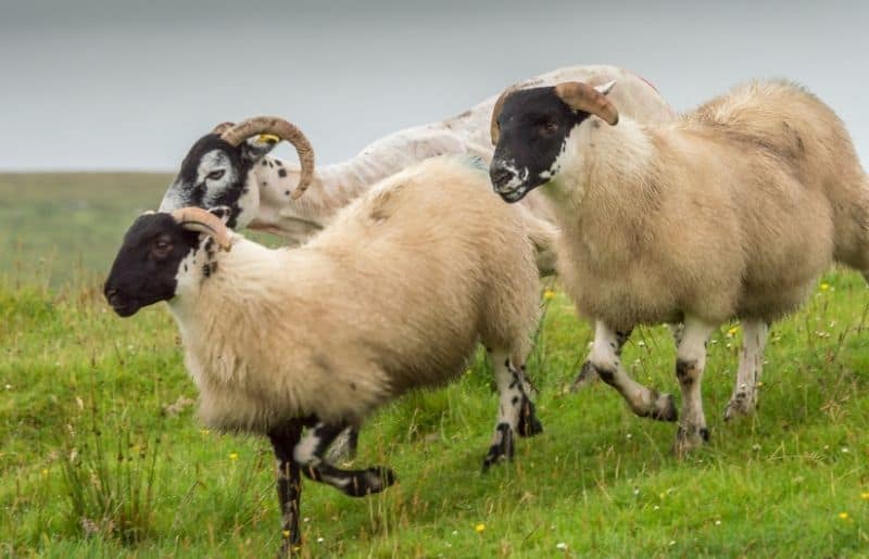 Sheep Behavior Ultimate Sheep Behavior Guide Savvy Farm Life