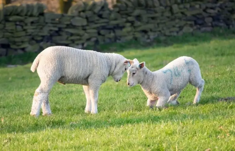 Sheep Behavior: Ultimate Sheep Behavior Guide – Savvy Farm Life