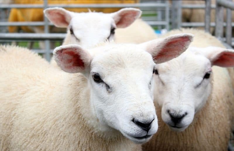 How To Care For Sheep: Essential Guide For Beginners – Savvy Farm Life