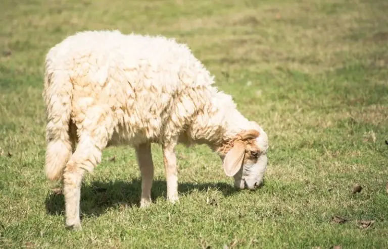 How To Care For Sheep: Essential Guide For Beginners – Savvy Farm Life
