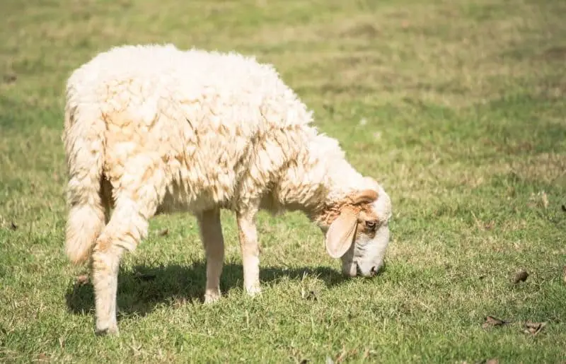 How To Care For Sheep: Essential Guide For Beginners – Savvy Farm Life