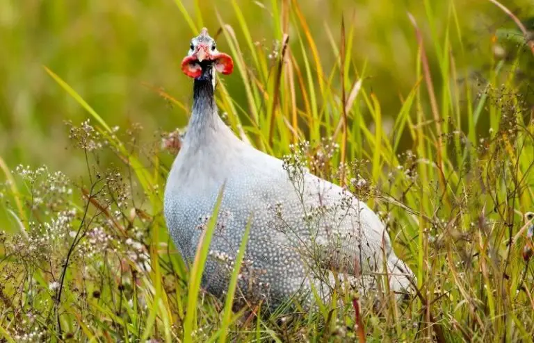 How To Care For Guinea Fowl: Ultimate Guide For Beginners – Savvy Farm Life