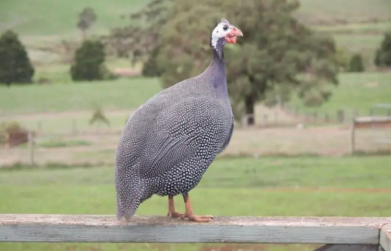 How To Care For Guinea Fowl: Ultimate Guide For Beginners – Savvy Farm Life