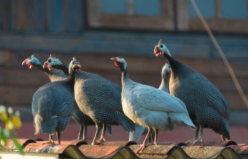 How To Care For Guinea Fowl: Ultimate Guide For Beginners – Savvy Farm Life