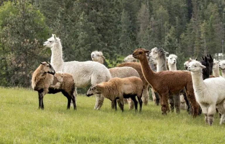 Can Alpacas Be Kept With Sheep? – Savvy Farm Life