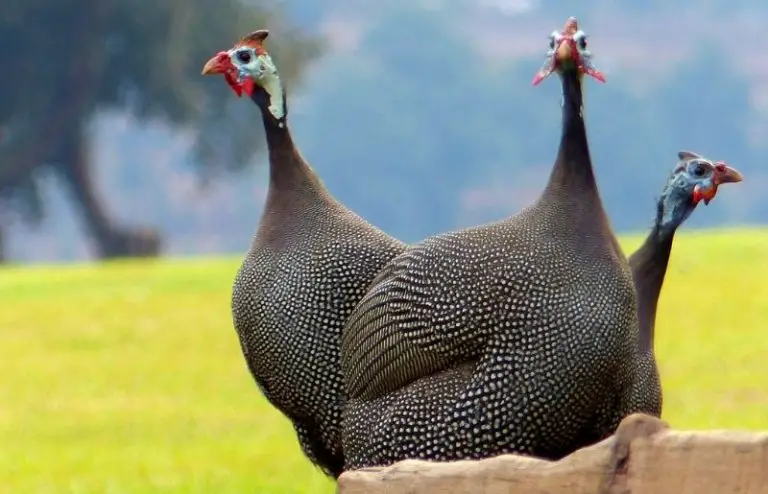 How to Protect Guinea Fowl From Predators – Savvy Farm Life