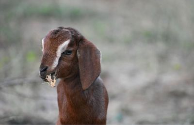 When Do Baby Goats Start Eating Grain? – Savvy Farm Life