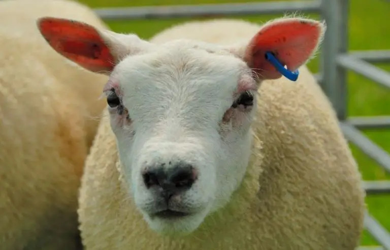 What Do Sheep Produce? Ultimate Guide – Savvy Farm Life