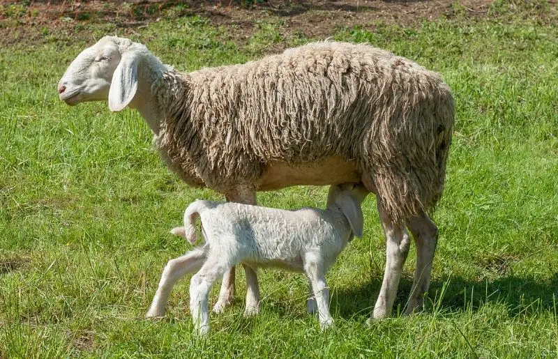 What Do Sheep Produce? Ultimate Guide – Savvy Farm Life