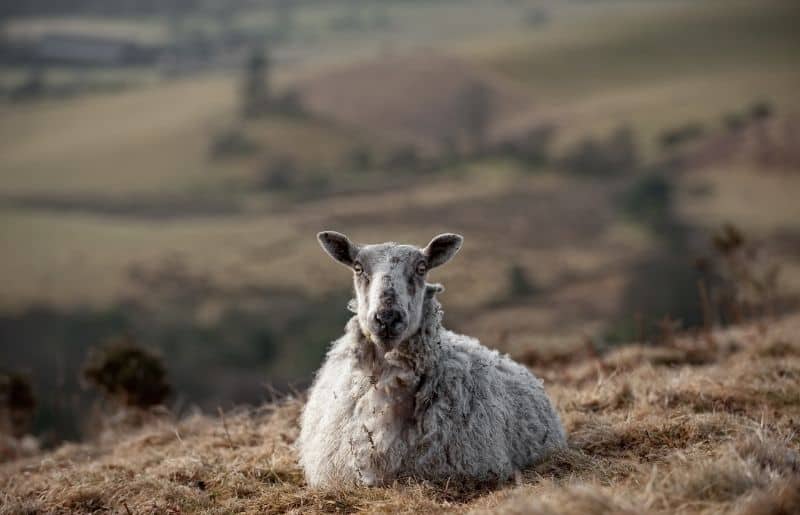 How Do Sheep Protect Themselves? Essential Guide – Savvy Farm Life