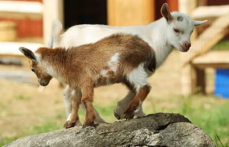 What Goats Need In Their Pen: Complete List – Savvy Farm Life