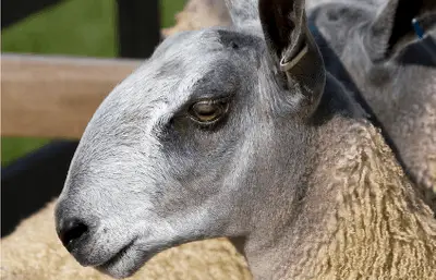 Best Sheep for Wool: Top 8 Sheep Breeds for Wool – Savvy Farm Life