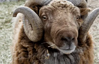 Best Sheep for Wool: Top 8 Sheep Breeds for Wool – Savvy Farm Life