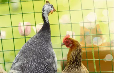 Can You Keep Guinea Fowl With Chickens? (Read Before Trying) – Savvy ...