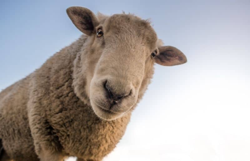 Sheep Affection: 10 Clear Ways Sheep Show Affection – Savvy Farm Life