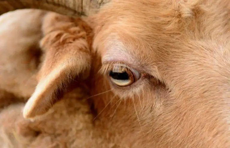 What Sheep Can See: Color Spectrum, Range of Vision & More – Savvy Farm ...