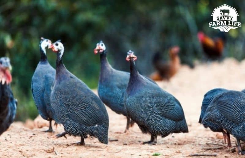 How Many Guinea Fowl To Get: What You Should Know – Savvy Farm Life