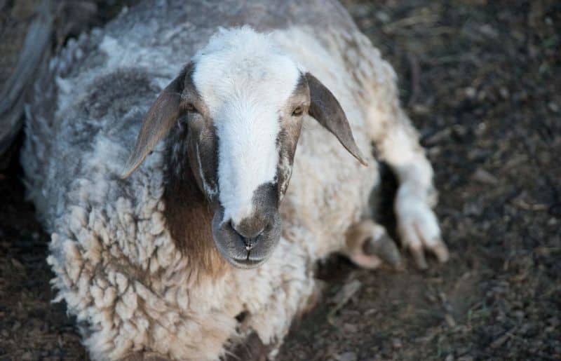 Best Sheep for Milk: 7 Best Sheep Breeds for Milk – Savvy Farm Life