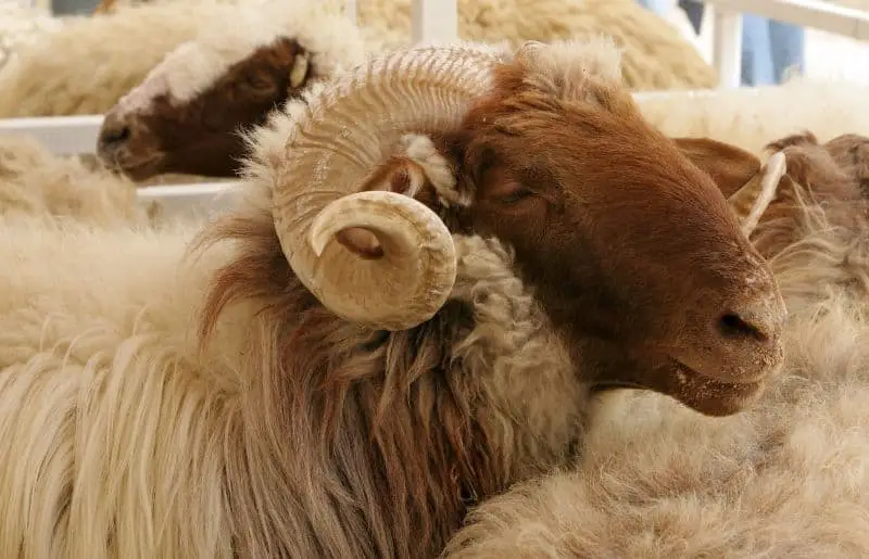 Best Sheep for Milk: 7 Best Sheep Breeds for Milk – Savvy Farm Life