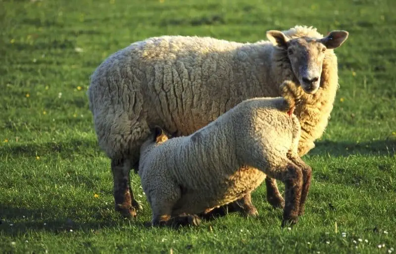 Best Sheep for Milk: 7 Best Sheep Breeds for Milk – Savvy Farm Life