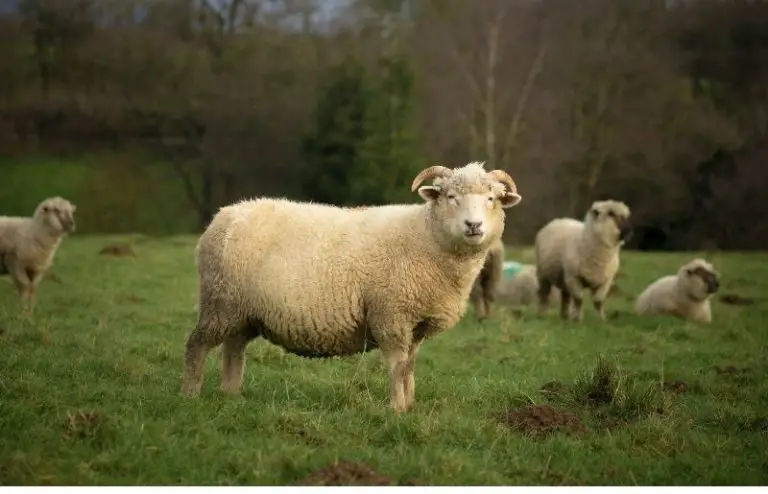 Sheep for Meat: 10 Best Sheep Breeds for Meat – Savvy Farm Life