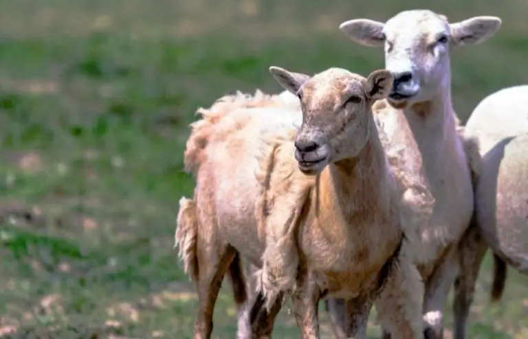 Sheep for Meat: 10 Best Sheep Breeds for Meat – Savvy Farm Life