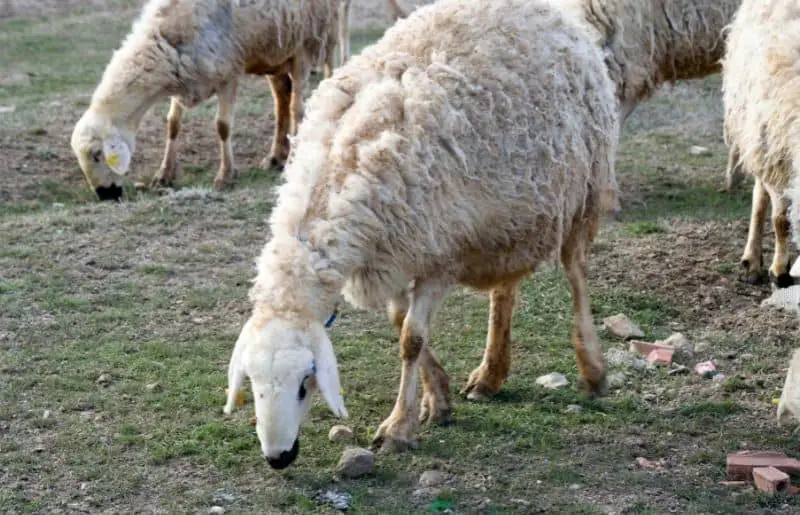 Best Sheep for Milk: 7 Best Sheep Breeds for Milk – Savvy Farm Life